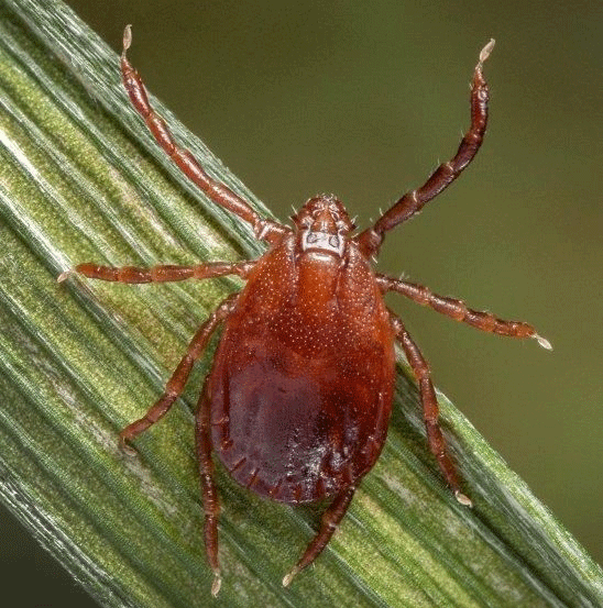 Asian Longhorned Tick | Georgia Department of Agriculture