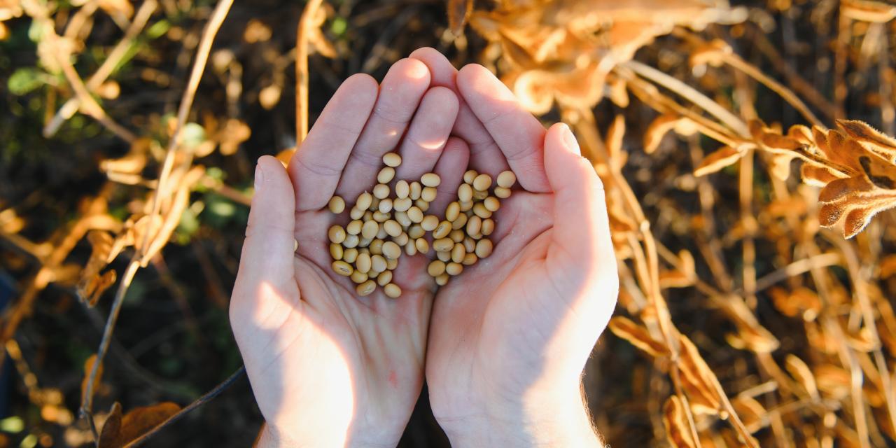 Seed | Georgia Department of Agriculture