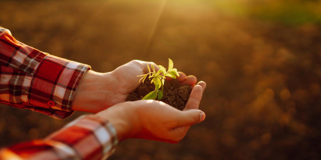 Plants and Soil | Georgia Department of Agriculture