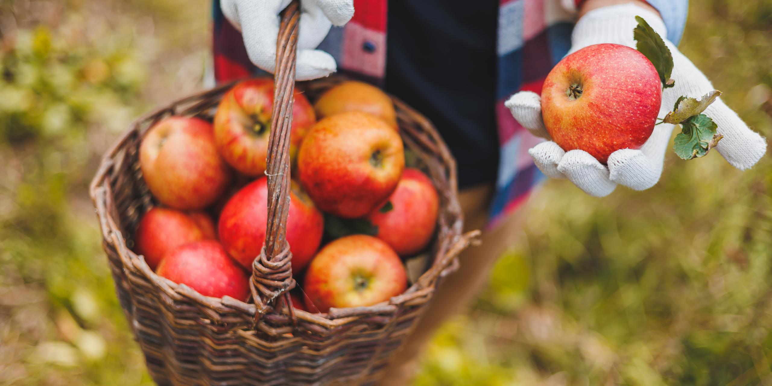 Food Safety and Consumer Protection | Georgia Department of Agriculture